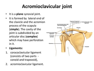 joints of upper limbs human anatomy best slides | PPT