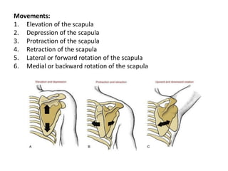 joints of upper limbs human anatomy best slides | PPT