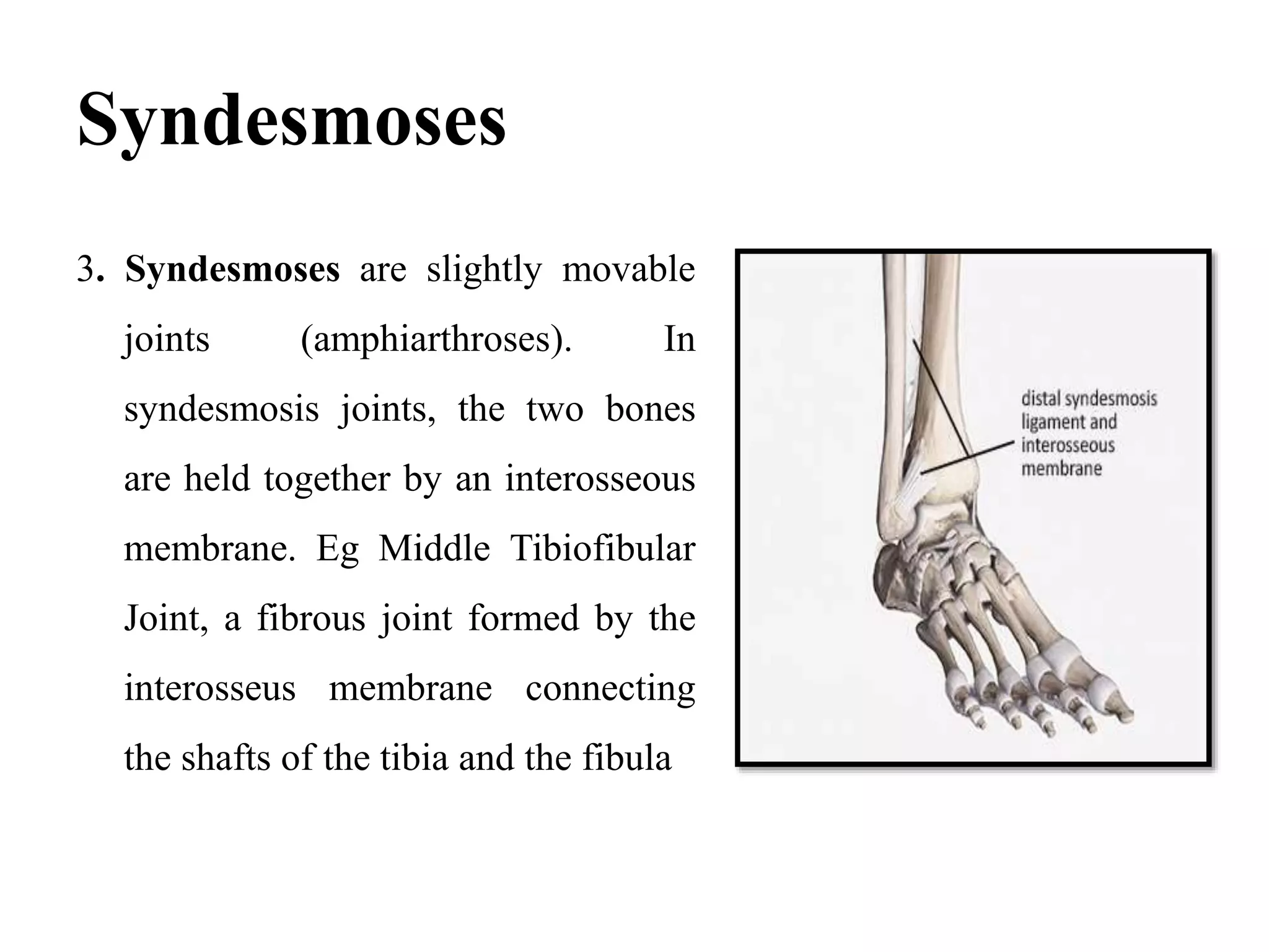 Joints_Skeleton system.pptx
