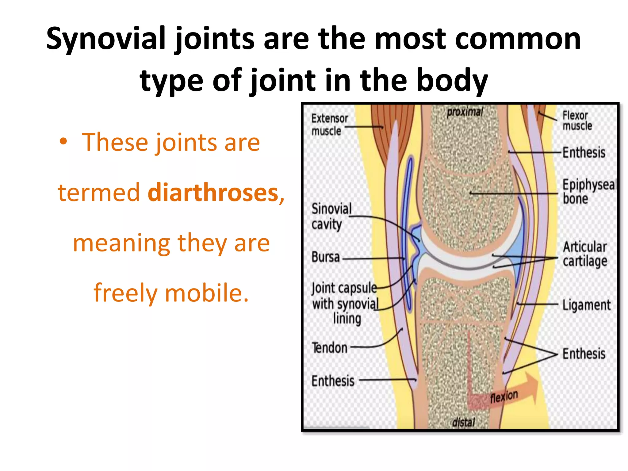 Joints_Skeleton system.pptx