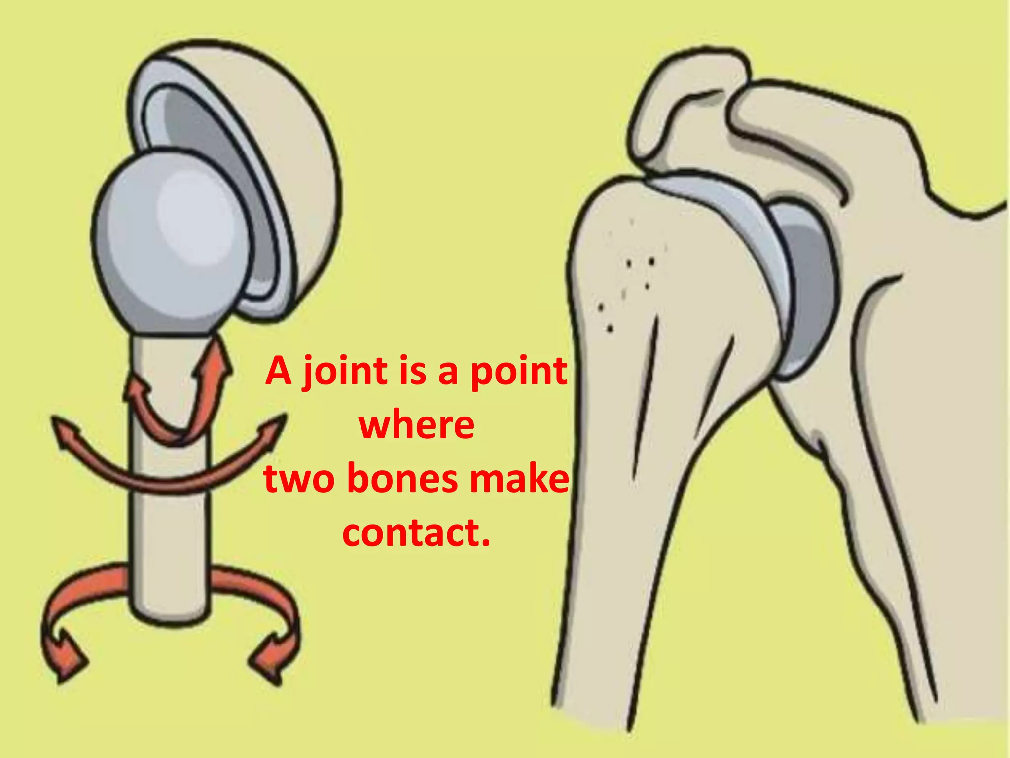 Joints_Skeleton system.pptx