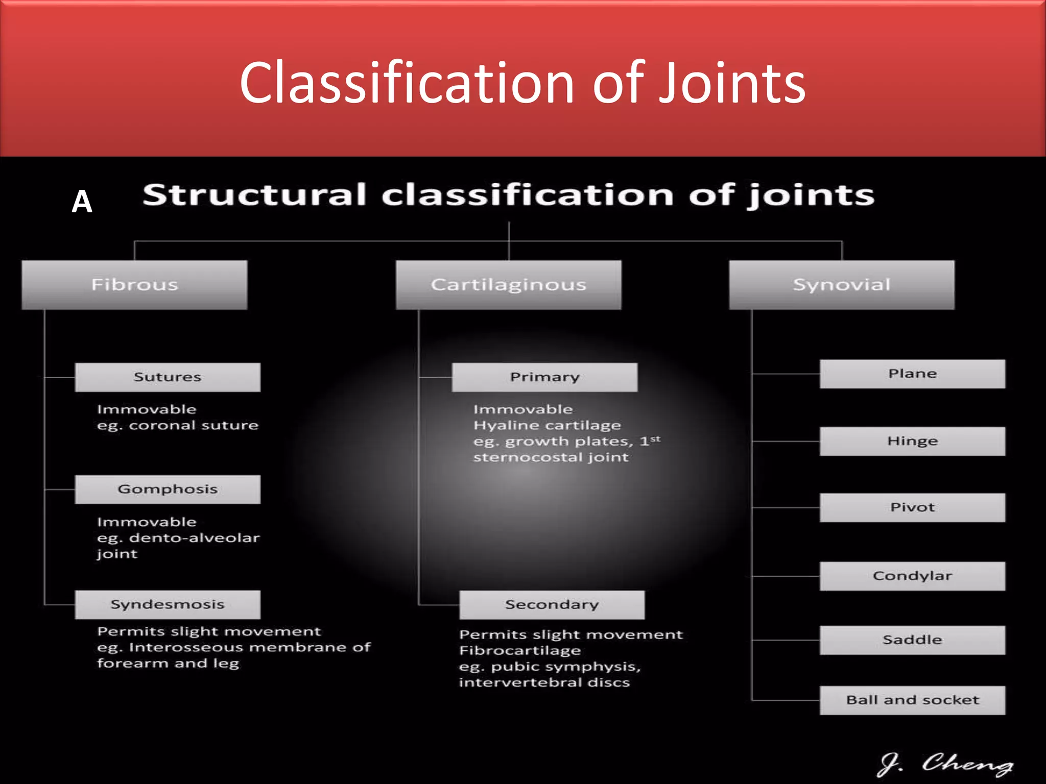 Joints_Skeleton system.pptx