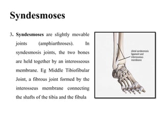 Joints_Skeleton system.pptx