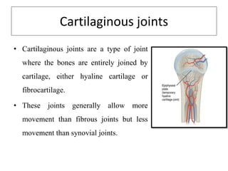Joints_Skeleton system.pptx