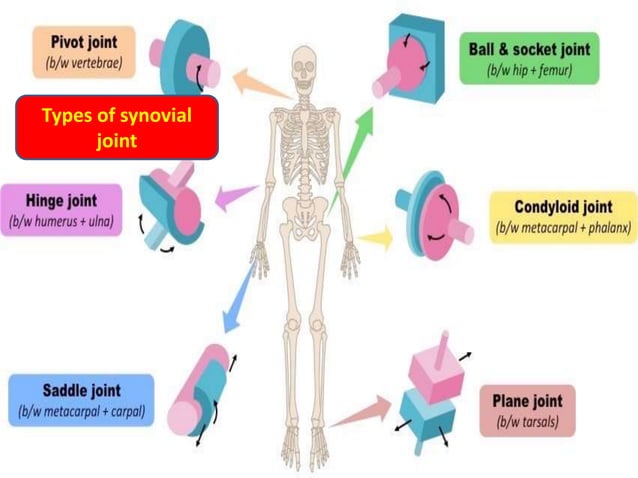 Joints_Skeleton system.pptx