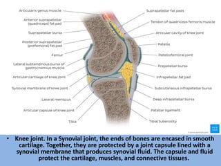 Joints_Skeleton system.pptx