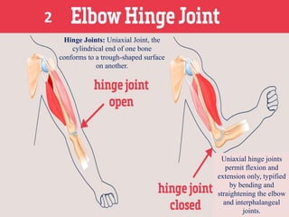 Joints_Skeleton system.pptx