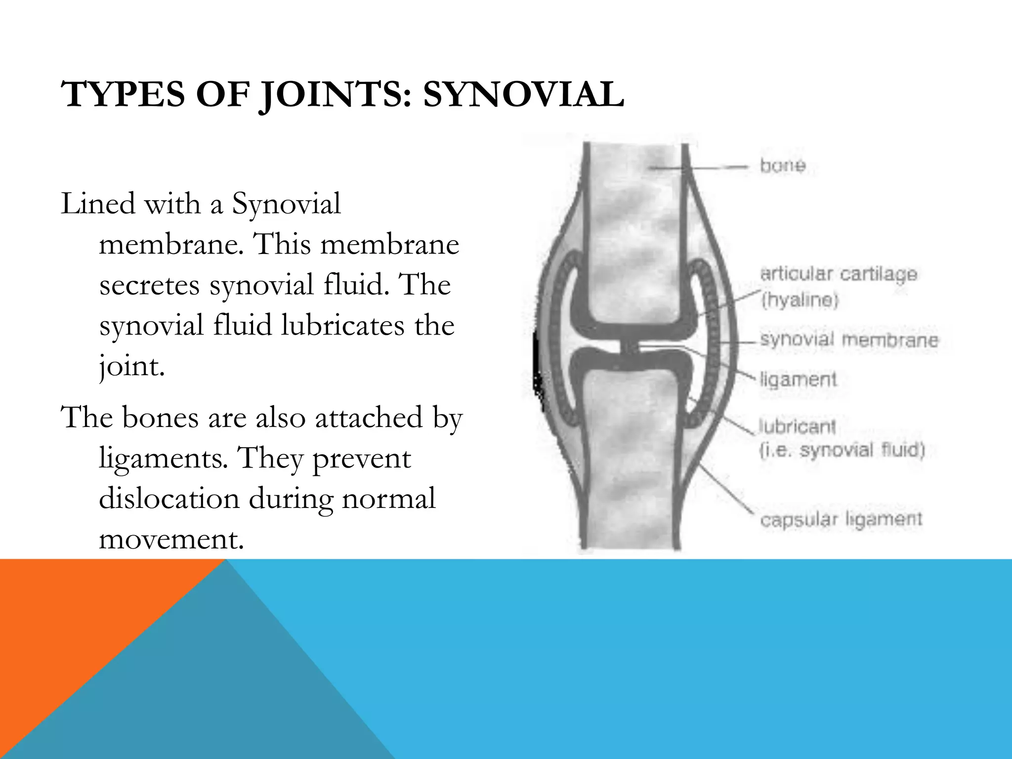 Joints structure and classification | PPTX