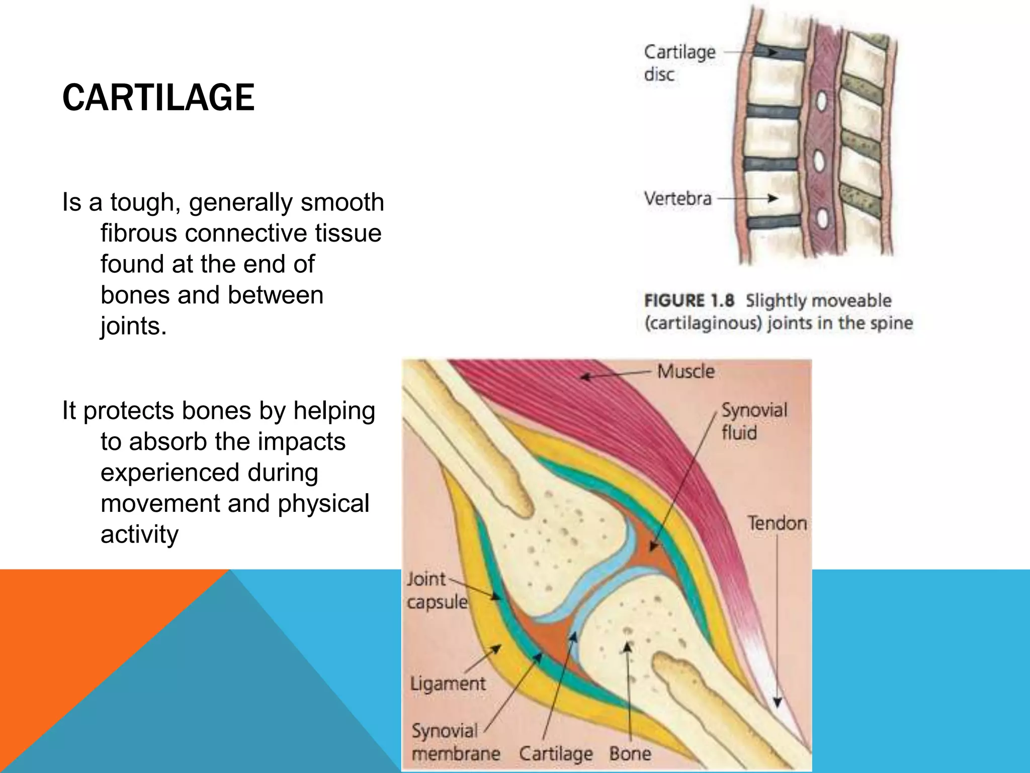 Joints structure and classification | PPTX
