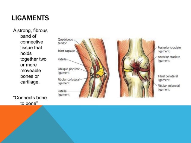 Joints structure and classification | PPTX