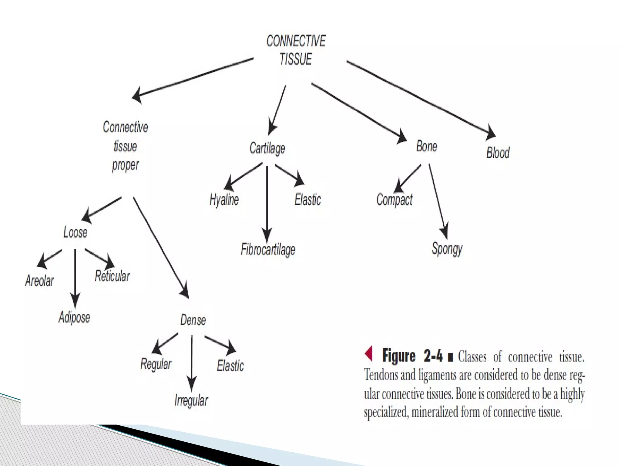 Joint structures and function | PDF
