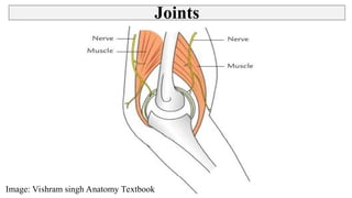 Joints of Upper Limb - Bones, Ligaments, Nerve supply & Movements | PPT