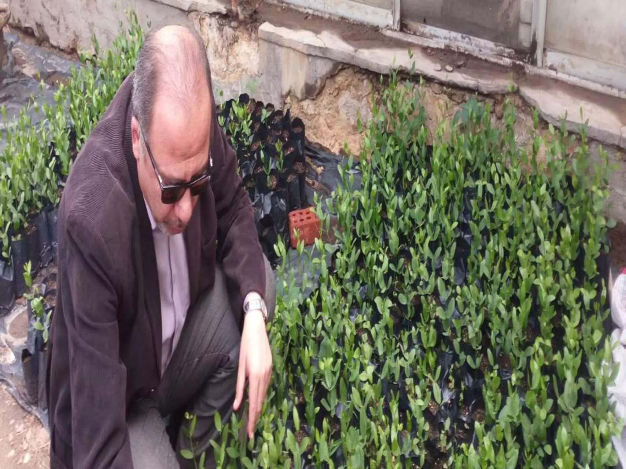 Jojoba Trees" Green Gold Brighten in Egyptian Desert | PPTX