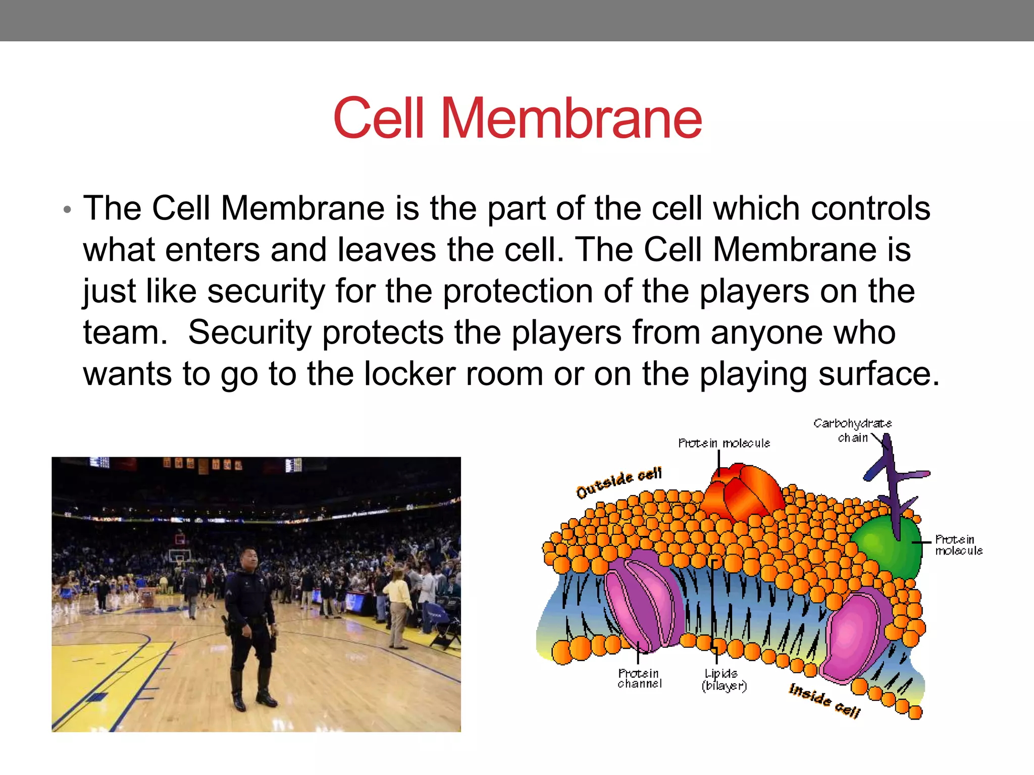 Cell project Jonathan haims 7 w | PPT
