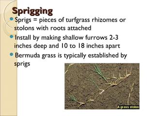 Jon Hill Turf | What is Turf Grass and its Management | PPT