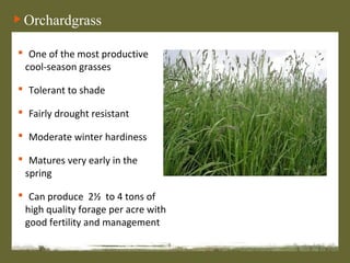 Jon hill turf | How to Do Forage Selection and Pine Silvopasture | PPT