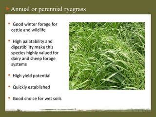 Jon hill turf | How to Do Forage Selection and Pine Silvopasture | PPT
