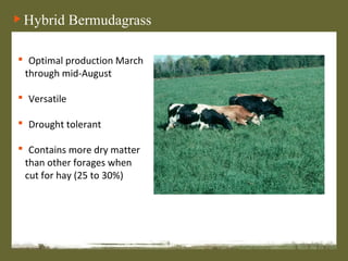 Jon hill turf | How to Do Forage Selection and Pine Silvopasture | PPT