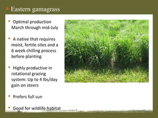 Jon hill turf | How to Do Forage Selection and Pine Silvopasture | PPT