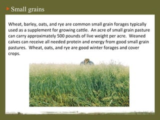 Jon hill turf | How to Do Forage Selection and Pine Silvopasture | PPT