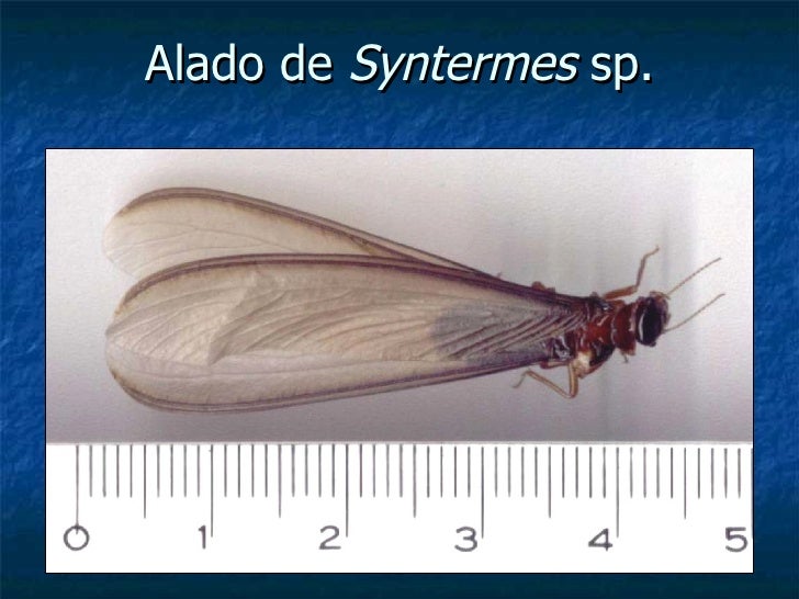 Cupim Alado em São Paulo - Insetologia