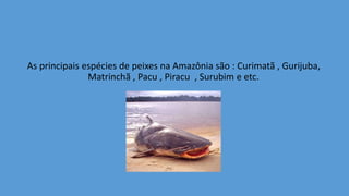 Peixes da Amazônia | PPTX