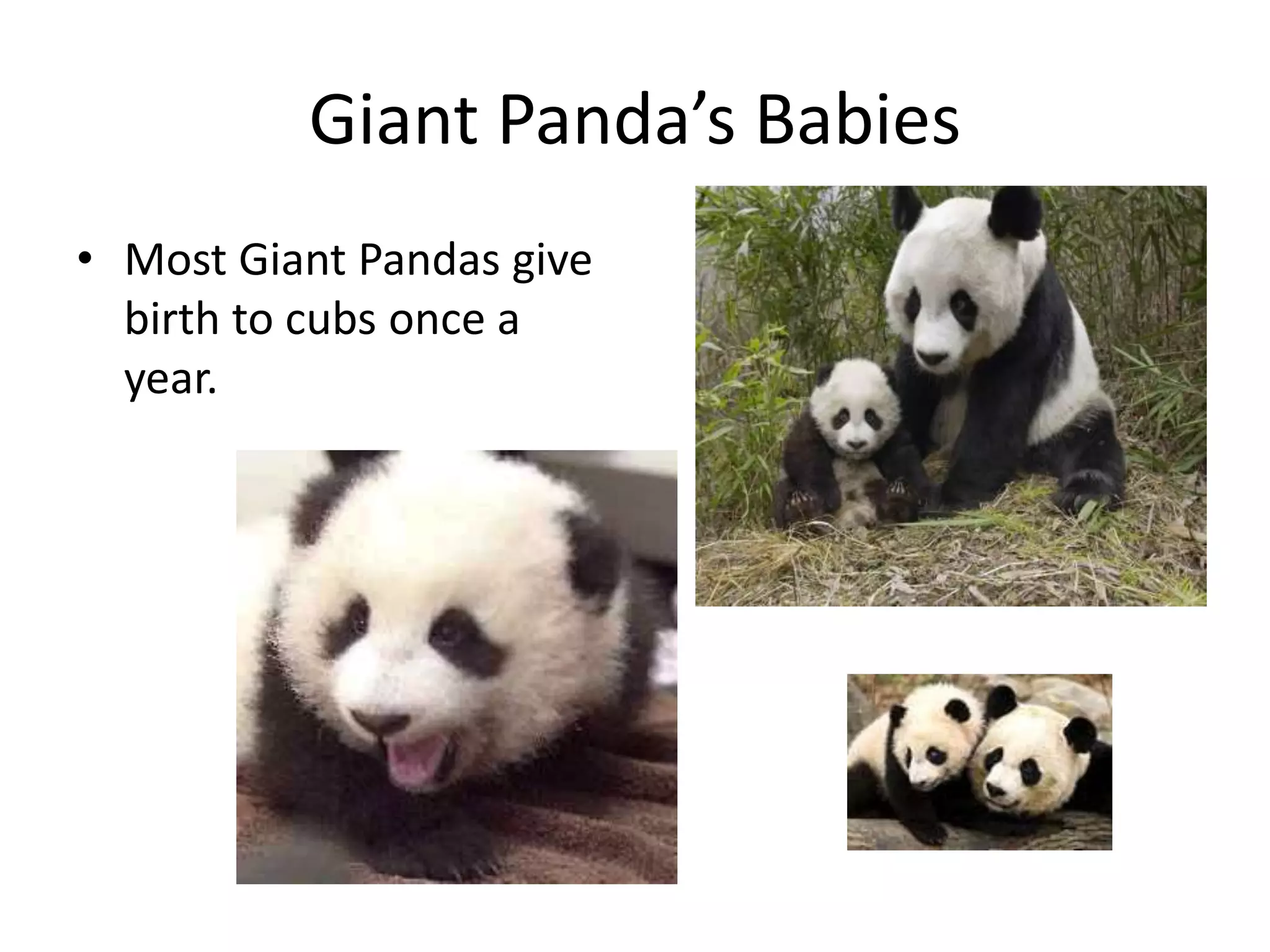 Giant Pandas | PPTX