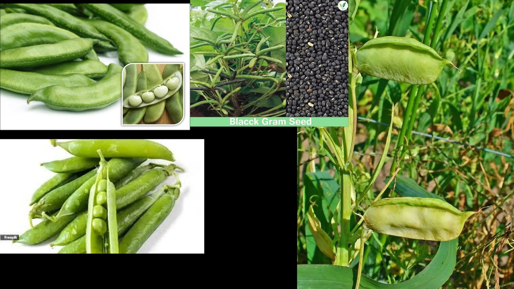 Jorwe Chalcolithic Culture of Western India | PPTX