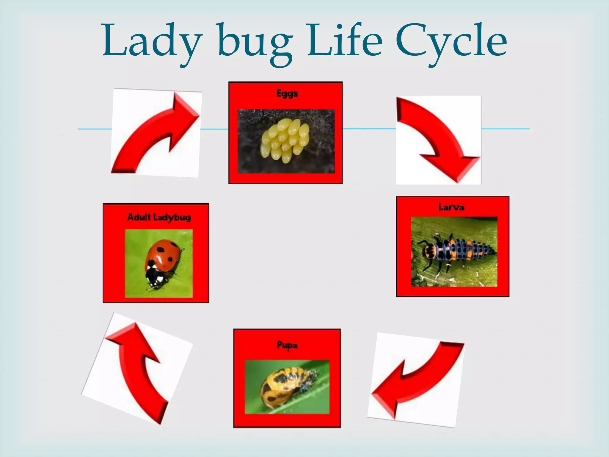 Josalyn mckoy1 g lifecycle_ladybug_student copy | PPT