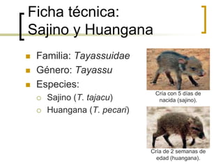 Alimentos del Perú - UPC: Carnes de Monte | PPT