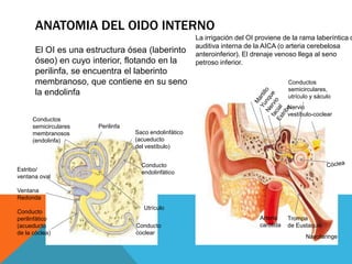 Oido anatomía | PPTX
