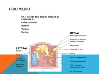 Oido anatomía | PPTX