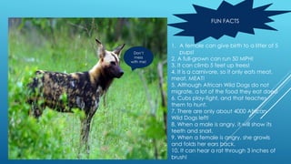 African Wild Dog! | PPTX