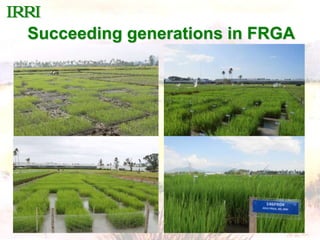 Field Rapid Generation Advance | PPTX