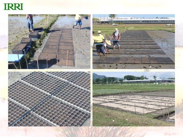 Field Rapid Generation Advance | PPTX