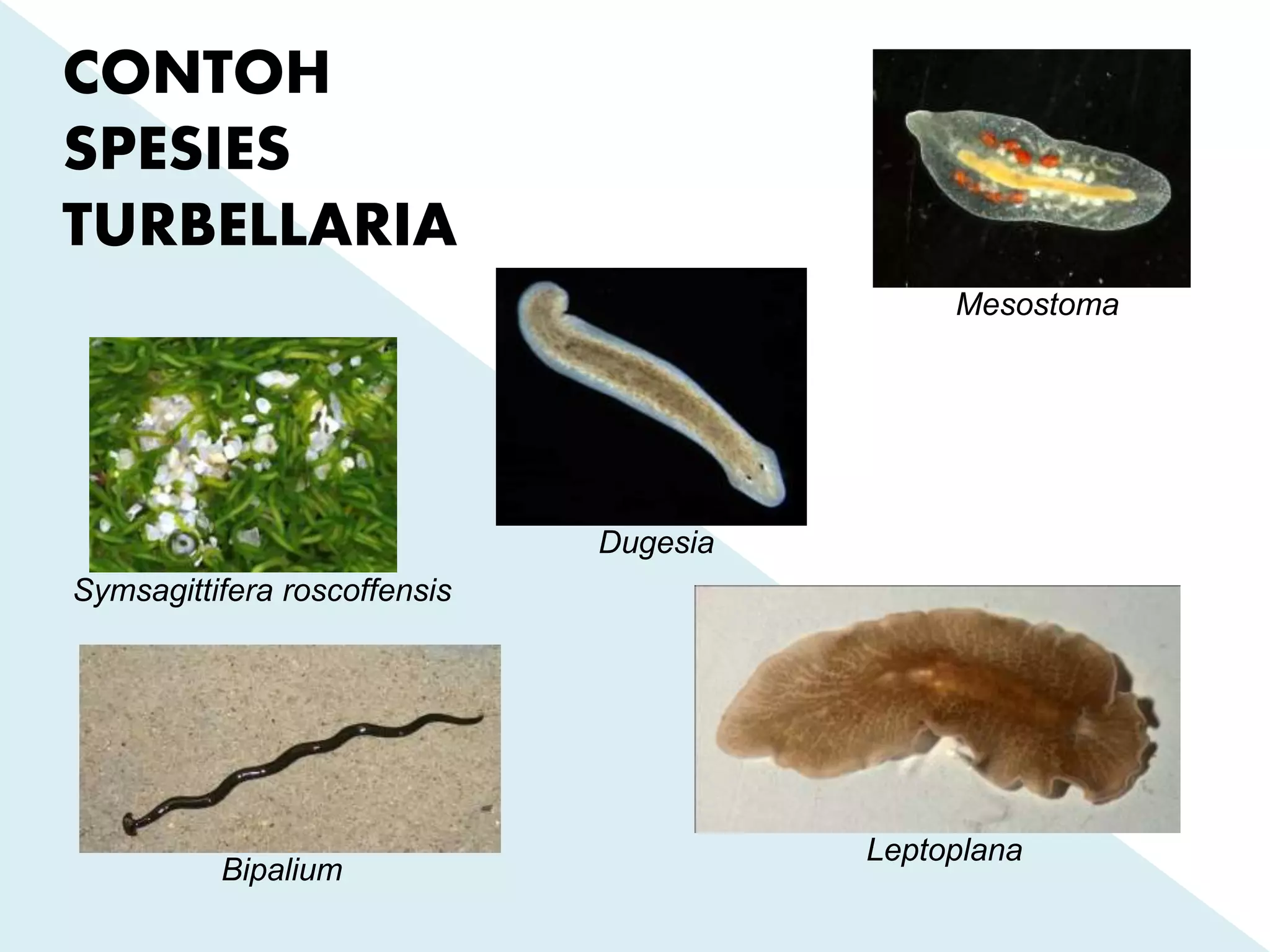 Platyhelminthes (Biologi Kelas X) | PPTX