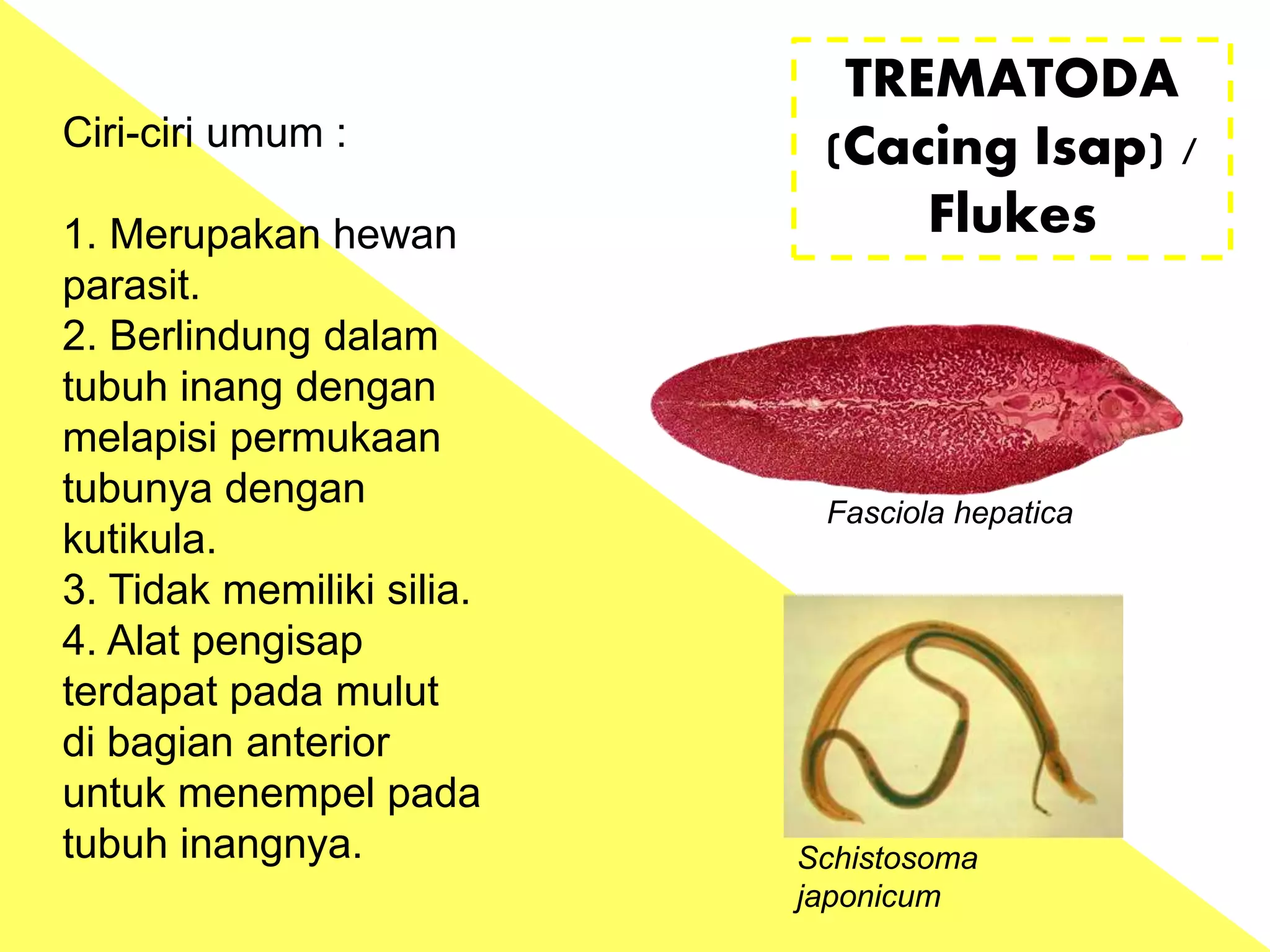 Platyhelminthes (Biologi Kelas X) | PPTX