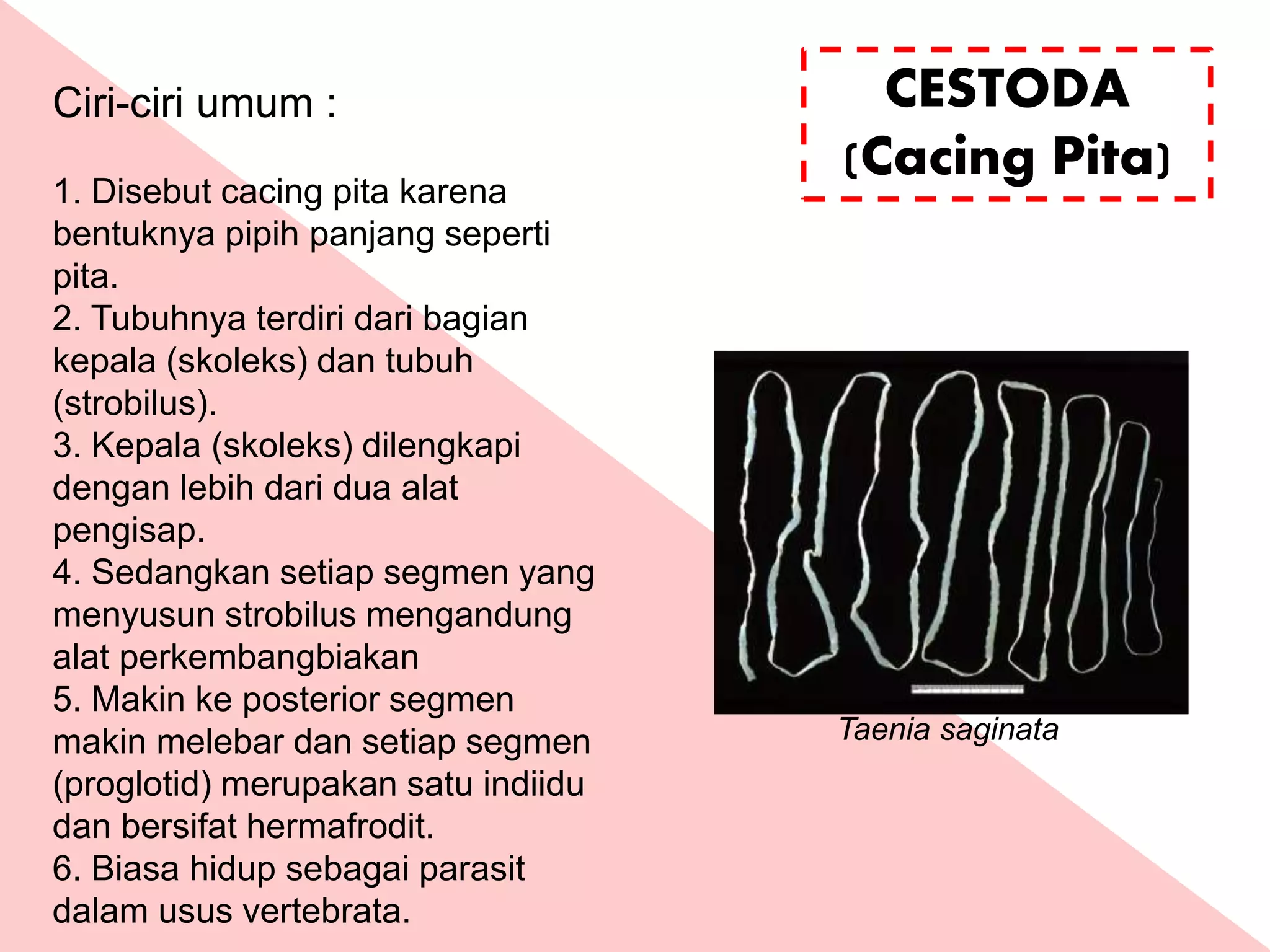 Platyhelminthes (Biologi Kelas X) | PPTX