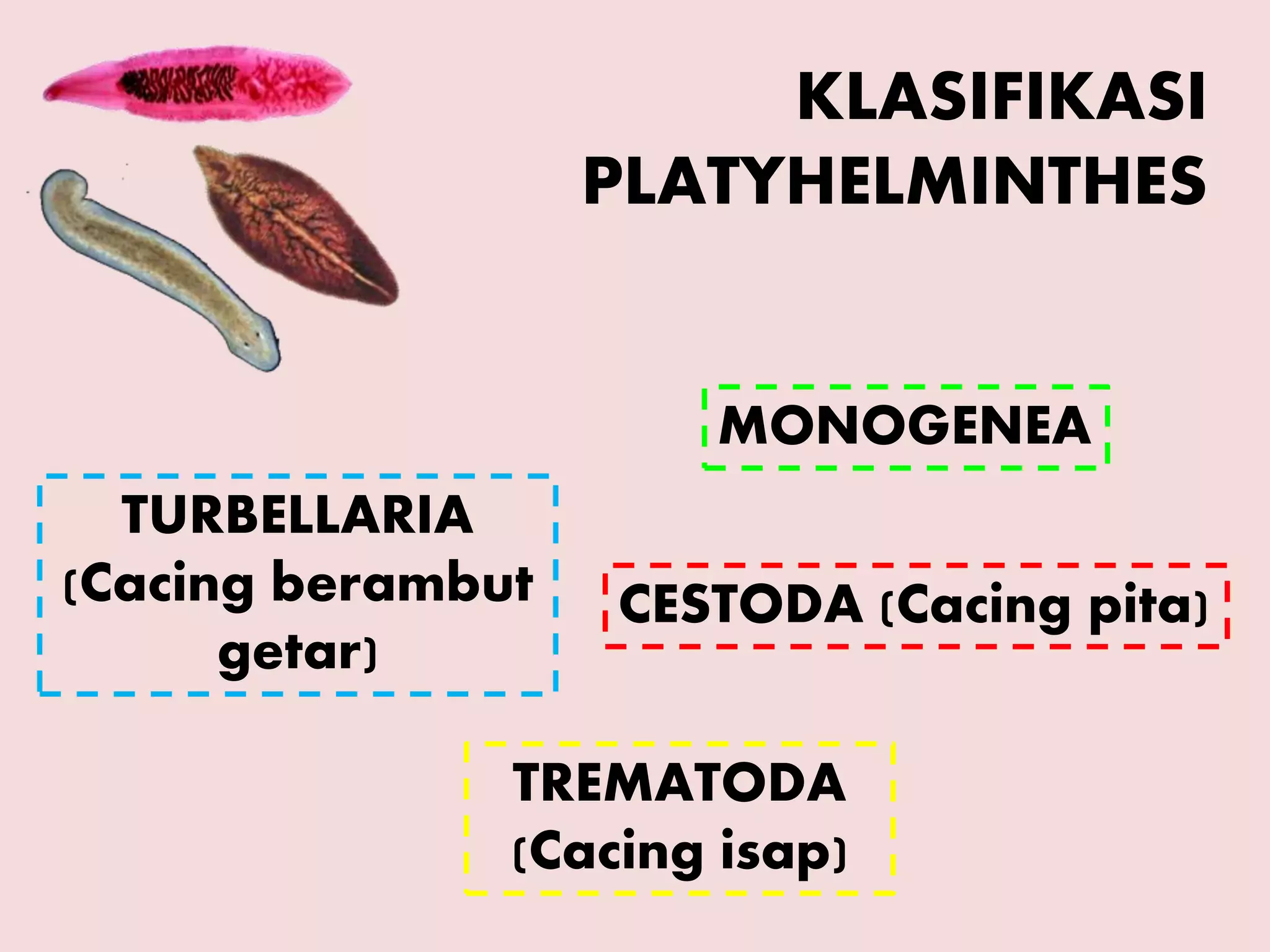 Platyhelminthes (Biologi Kelas X) | PPTX