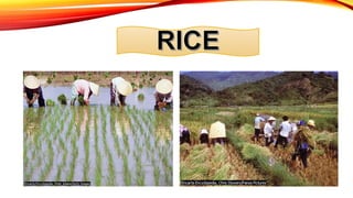 Jose protacio rizal | PPTX | Genealogy and Ancestry | Hobbies & Interests