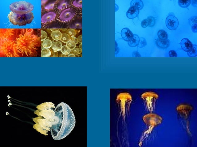 Cnidaria | PPT