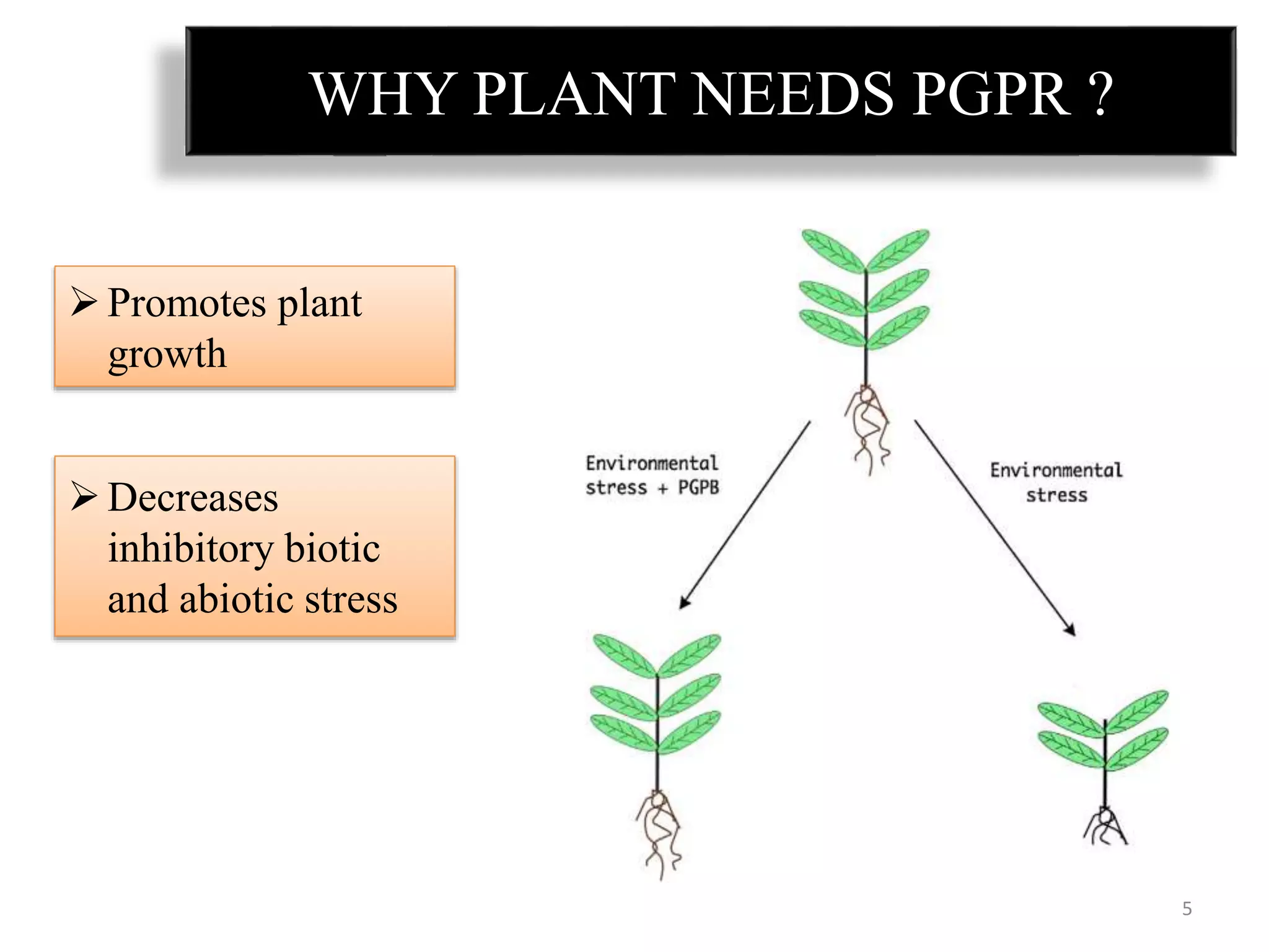 PGPR and its role in crop plants | PPTX