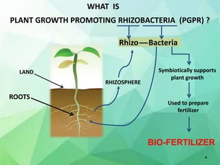 PGPR and its role in crop plants | PPT