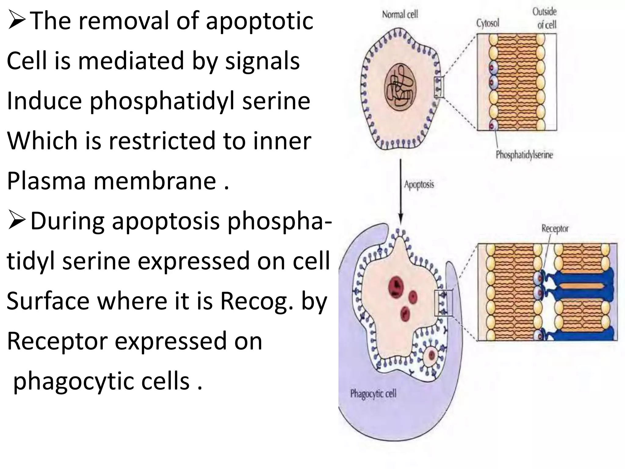 Apoptosis | PPTX