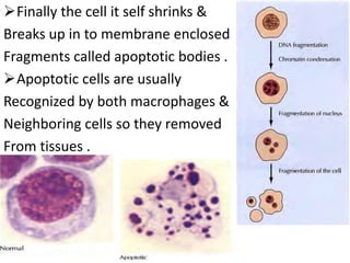 Apoptosis | PPT