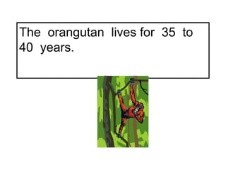 Orangutan | PPT