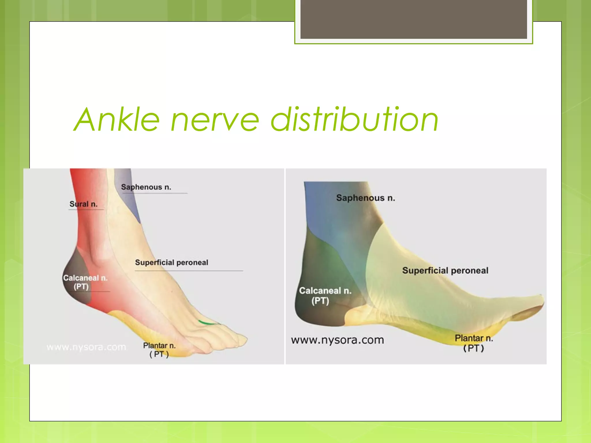 Ultrasound Guided Peripheral Nerve Blocks | PPT