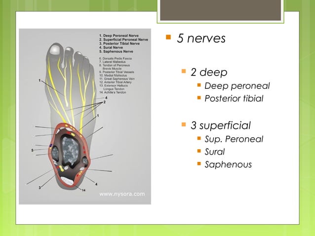 Ultrasound Guided Peripheral Nerve Blocks | PPT