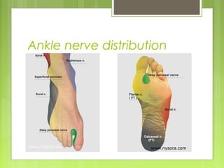 Popliteal Nerve Block Distribution