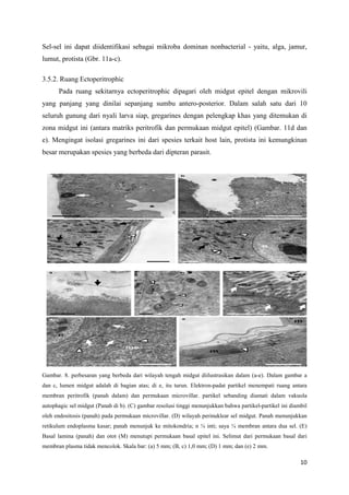 ALIMENTARY CANAL SERANGGA | PDF
